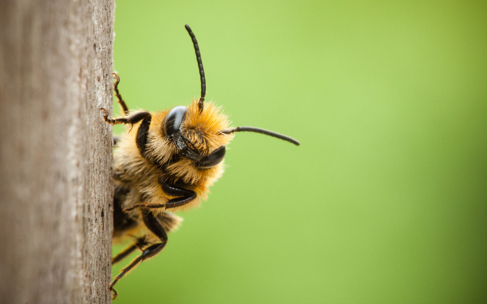 Operation Bee Sting | BFBS